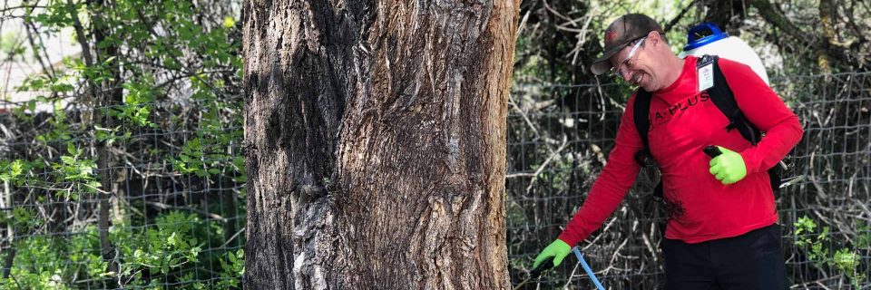 Revolutionary Tree Service by Certified Arborists | A Plus Tree