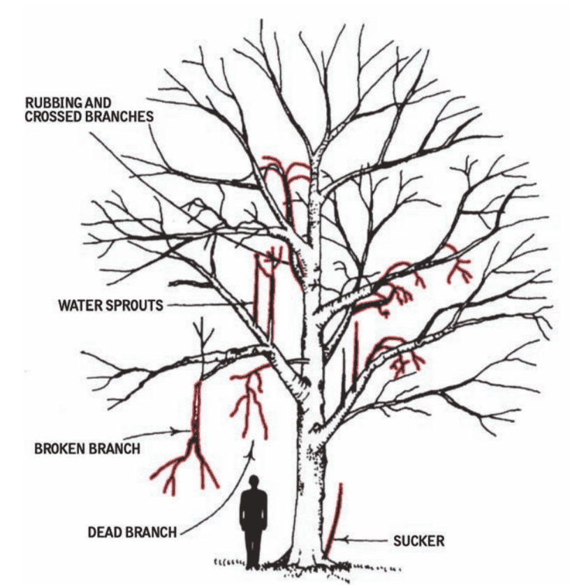 Proper Pruning Techniques For Your Trees A Plus Tree