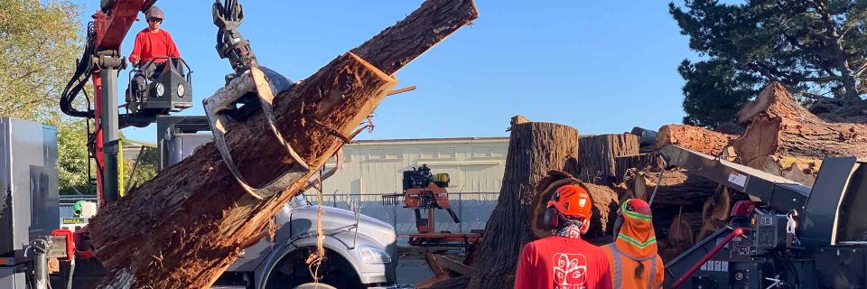 Revolutionary Tree Service by Certified Arborists | A Plus Tree