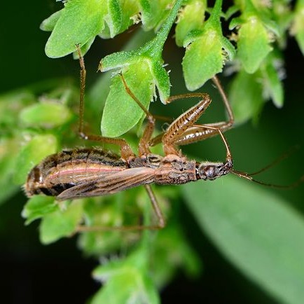 Good Tree Bugs vs. Bad Tree Bugs | A Plus Tree