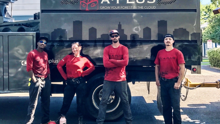 Revolutionary Tree Service by Certified Arborists | A Plus Tree