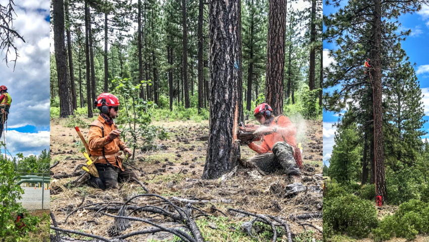 Revolutionary Tree Service by Certified Arborists | A Plus Tree