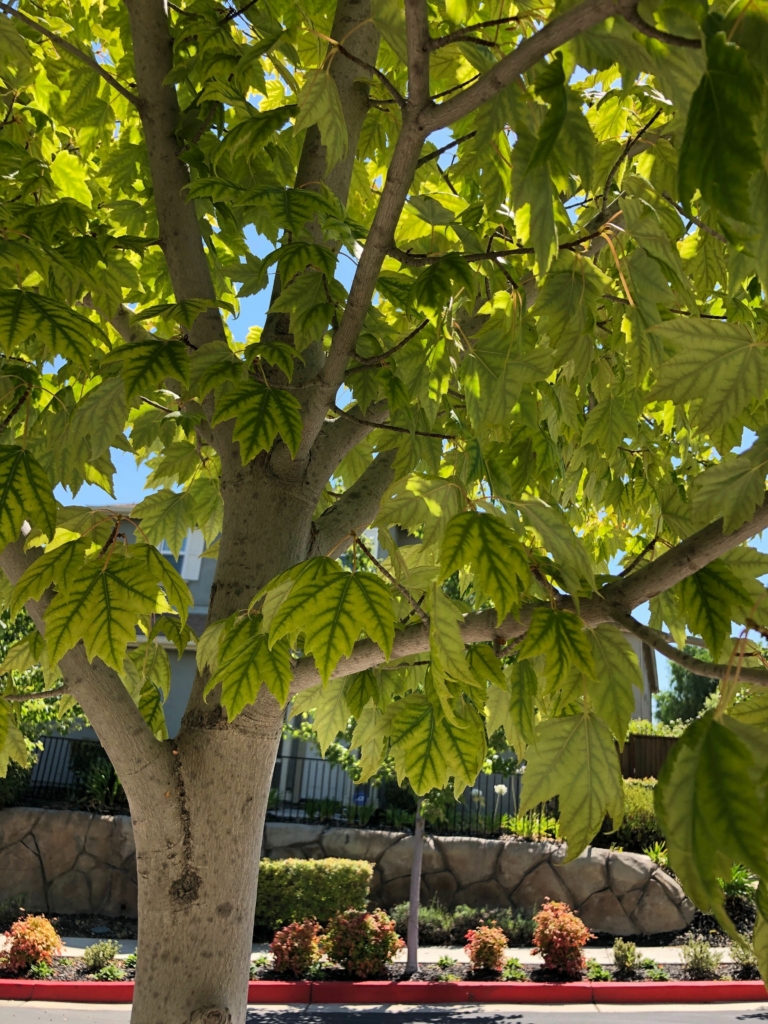 3 Causes of Chlorosis in Trees - A Plus Tree