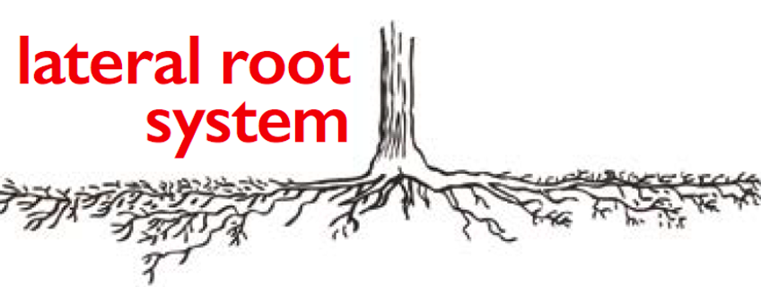 3 Types of Tree Root Systems - A Plus Tree