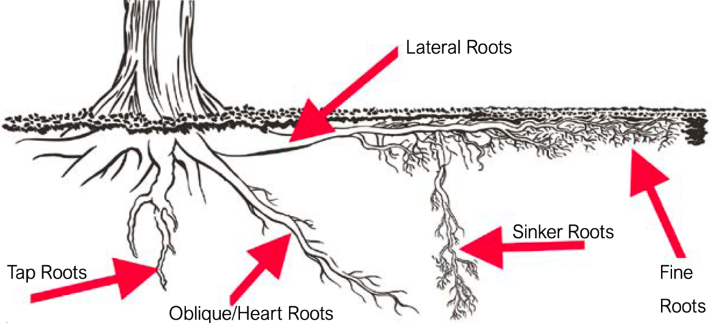 3 Types Of Tree Root Systems A Plus Tree