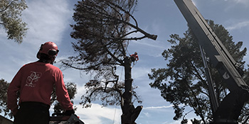 Leaders in Tree Care Services | A Plus Tree, Inc
