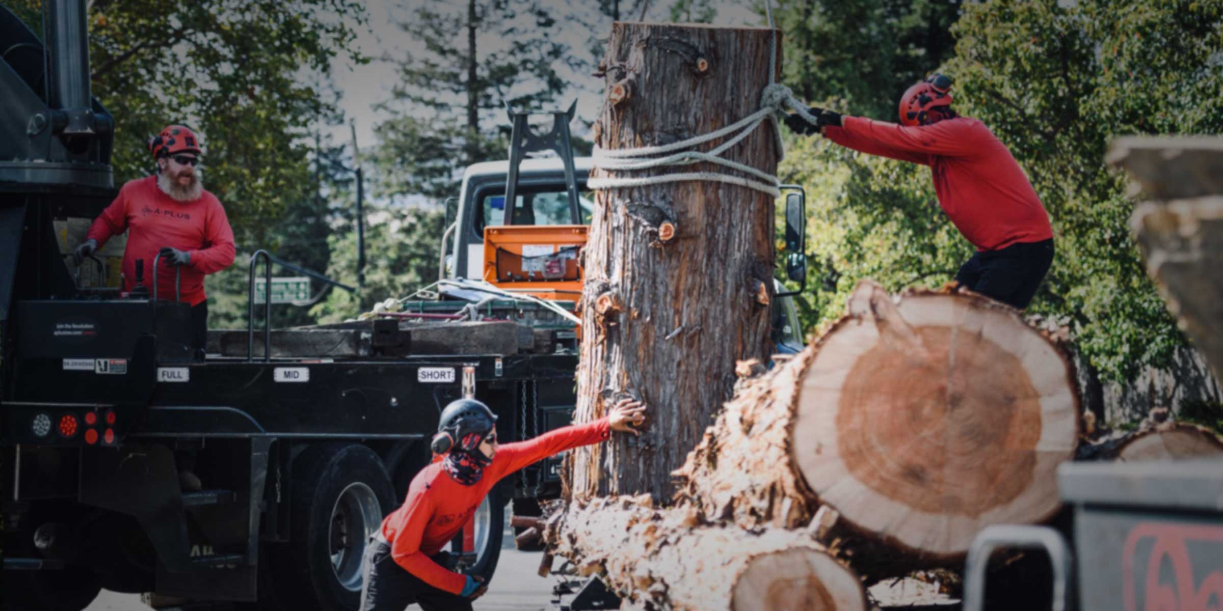 A Plus Tree, Inc | Leaders in Tree Care & Sustainability