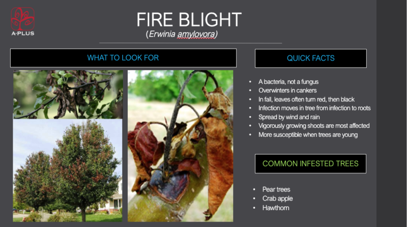 Tree Pest and Disease Management | A Plus Tree