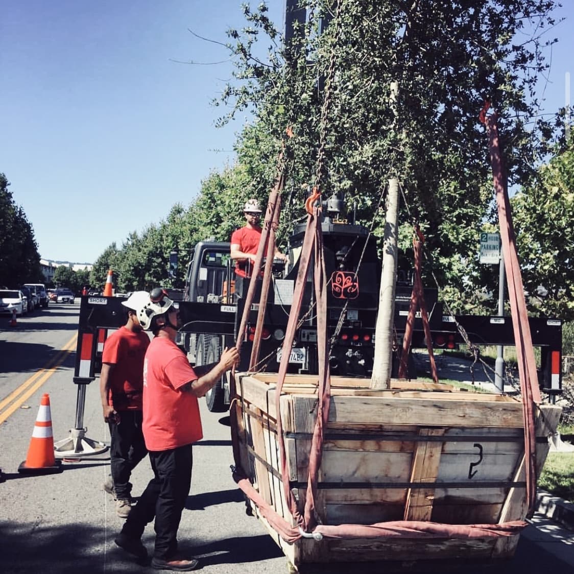 Tree Planting & Transplanting Service | A Plus Tree