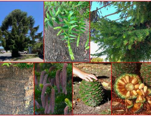 Forest Floor BOOST - A Plus Tree