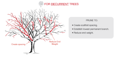 Proper Pruning Techniques For Your Trees | A Plus Tree