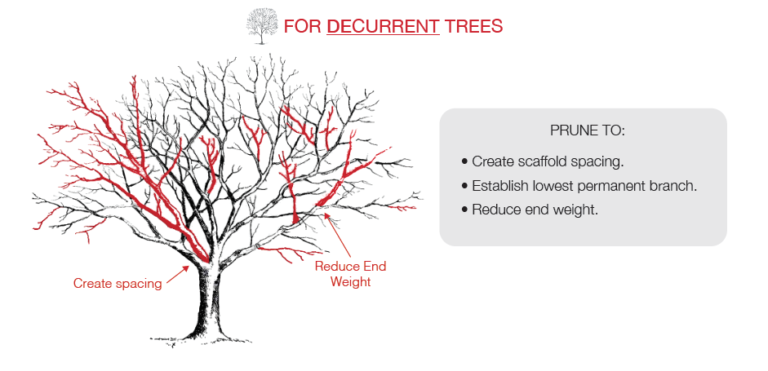 Proper Pruning Techniques For Your Trees | A Plus Tree