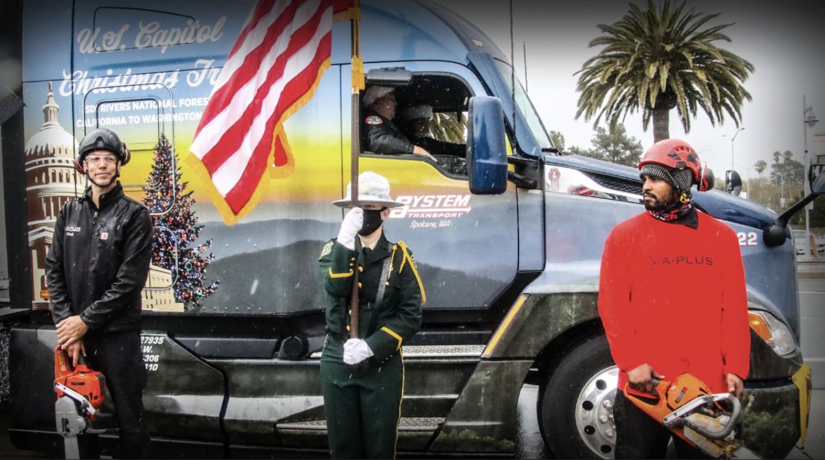 A Plus Tree, Inc | Leaders in Tree Care & Sustainability