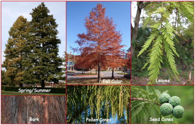Tree Spotlight: Bald Cypress - A Plus Tree