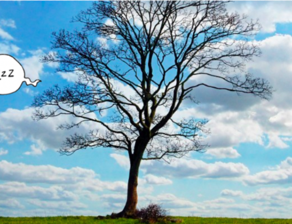 Forest Floor BOOST - A Plus Tree