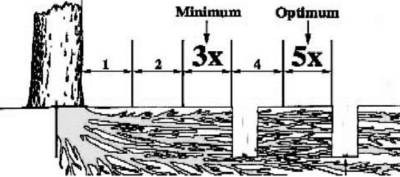 How Much of a Tree's Roots Can You Remove? - A Plus Tree