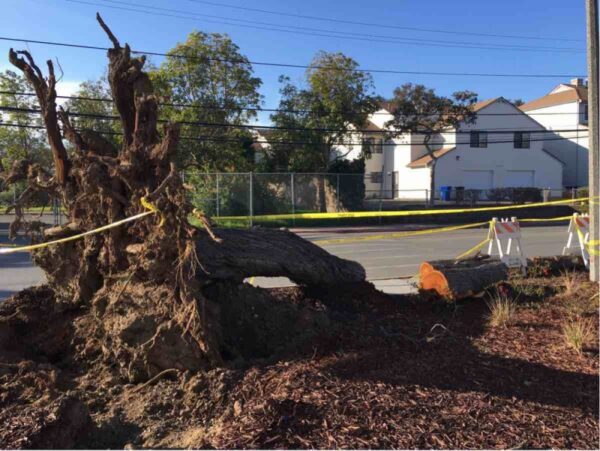 How Much of a Tree's Roots Can You Remove? - A Plus Tree