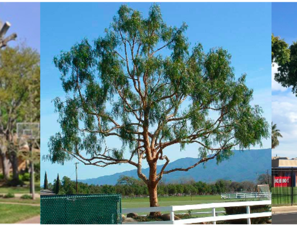 3 Types of Tree Root Systems - A Plus Tree