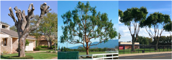 Pruning DO's and DONT's - A Plus Tree