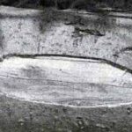 Why Does My Tree Have Bark Cracks? And What Should I Do? - A Plus Tree