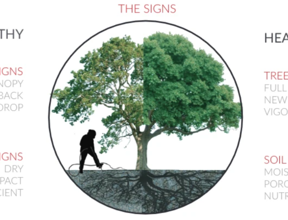 3 Types of Tree Root Systems - A Plus Tree