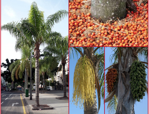 3 Types of Tree Root Systems - A Plus Tree