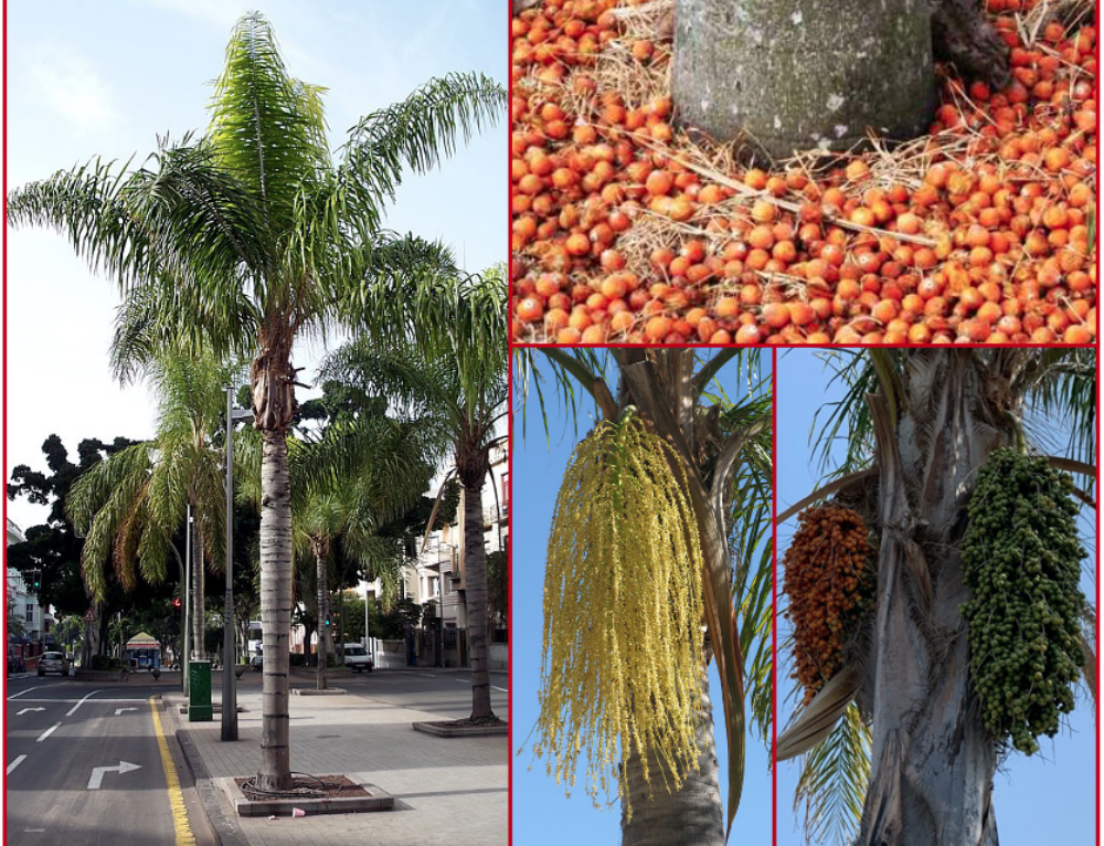 3 Types of Tree Root Systems - A Plus Tree