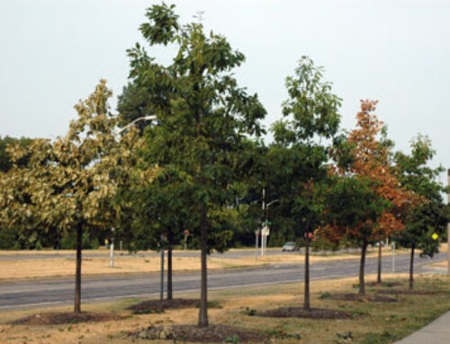 3 Types of Tree Root Systems - A Plus Tree