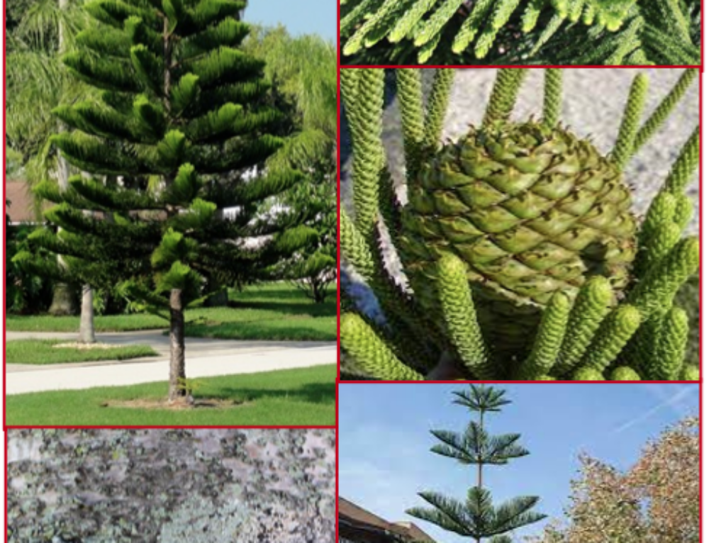 3 Types of Tree Root Systems - A Plus Tree