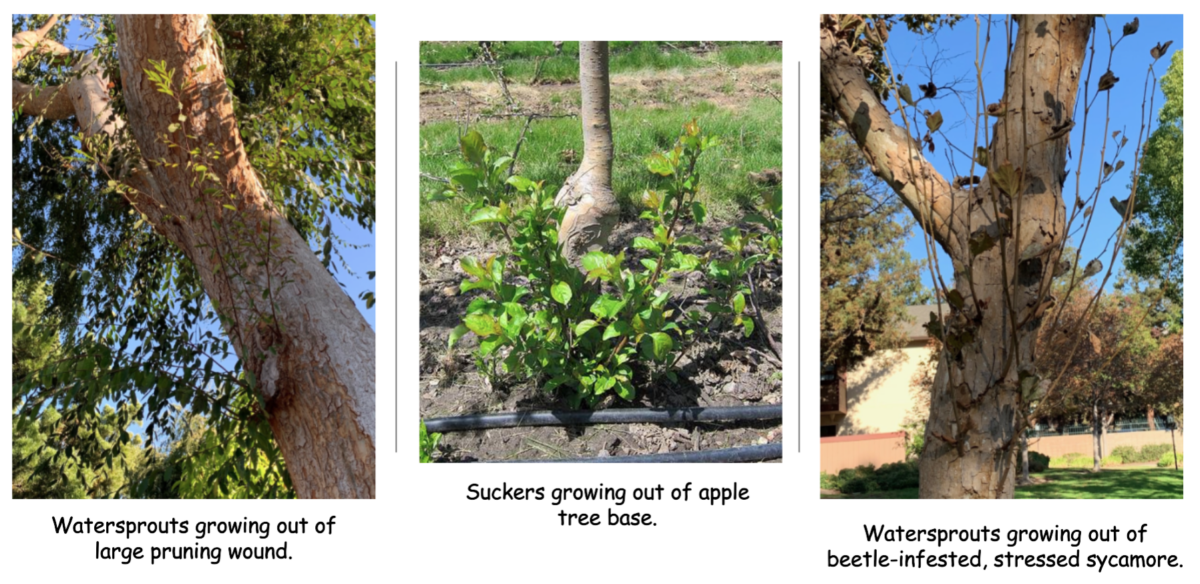 Watersprouts, Suckers, Epicormic Shoots - A Plus Tree