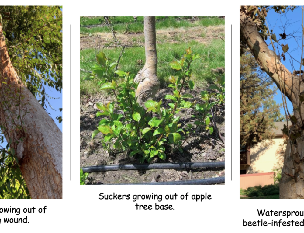 3 Types of Tree Root Systems - A Plus Tree