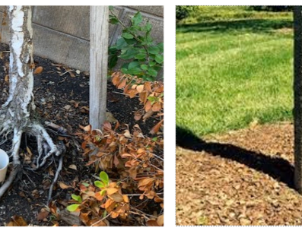 3 Types of Tree Root Systems - A Plus Tree