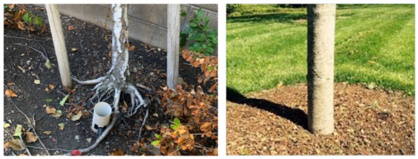 A Plus Tree, Inc | Leaders in Tree Care & Sustainability