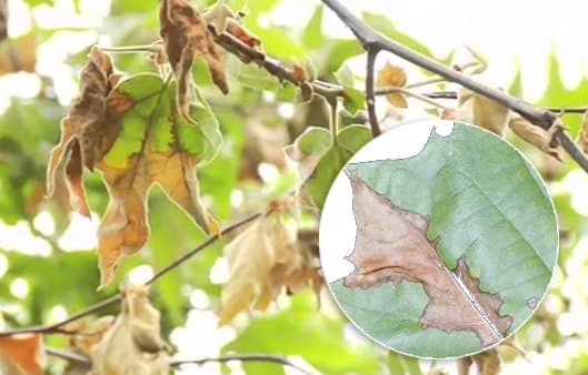 Spring Tree Pests and Diseases: Aphids, Scales, SOD, and More! - A Plus ...