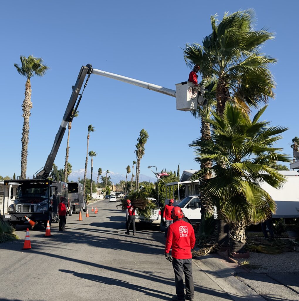 Palm Pruning Do's and Don'ts - A Plus Tree