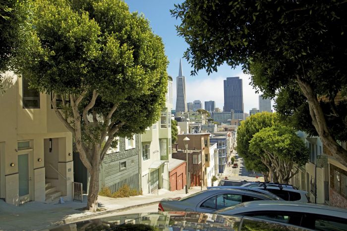 Top-Rated Tree Services | San Francisco Specialists