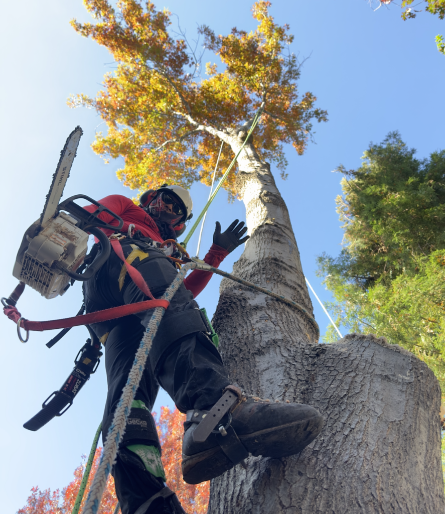 Coniferous vs. Deciduous Trees: Understanding the Difference - A Plus Tree